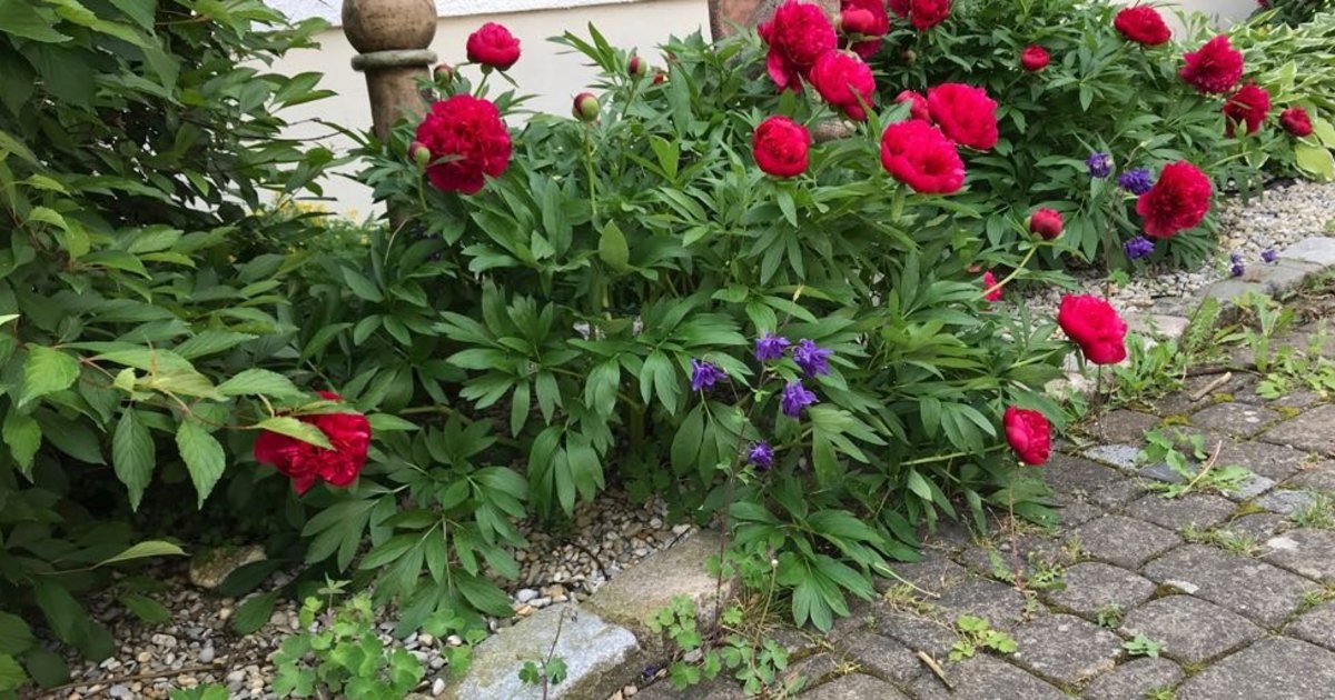 Ortsverband Burgheim - Vorstand - Sozialverband VdK Bayern e.V.